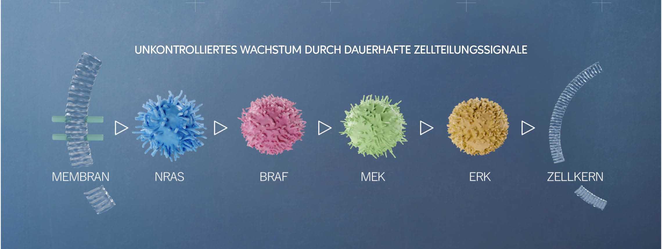 IMMUNTHERAPIE MELANOM UND ZIELGERICHTETE THERAPIE